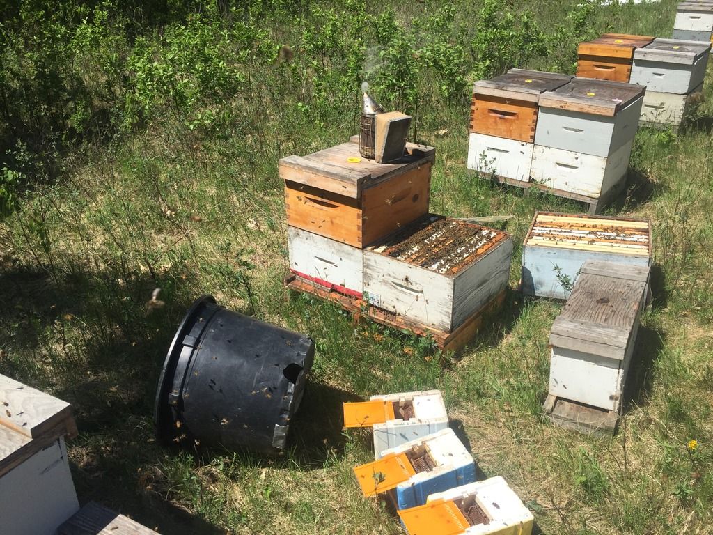 Styro Mini Mating Nuc | Page 3 | Beesource Beekeeping Forums