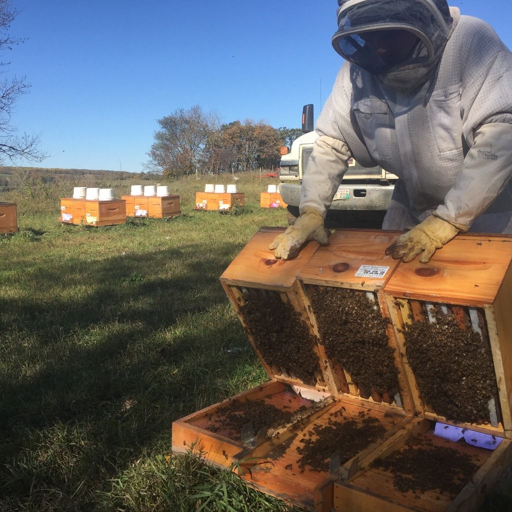 Double nucs' average first year? | Beesource Beekeeping Forums