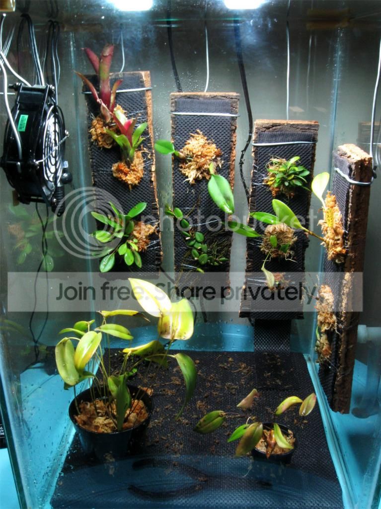 14x14x20 Custom Orchid Tank with HYGROLON!!! OMG | Dendroboard